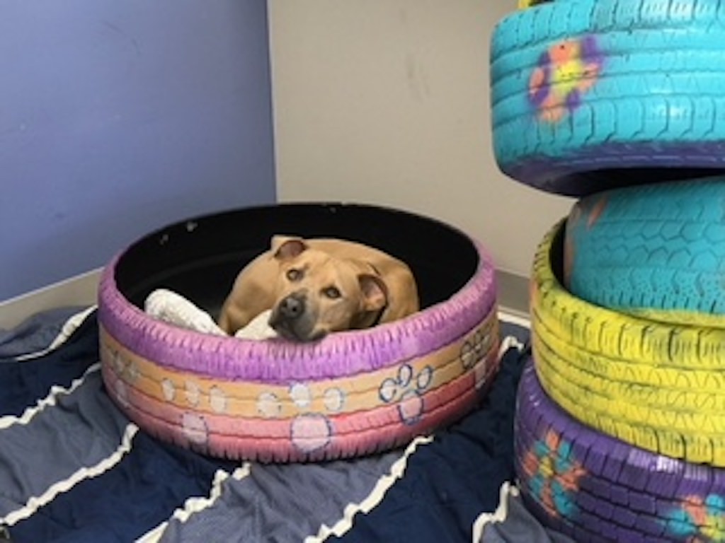 Ross Medical in New Baltimore Makes Paw-sitive Tread Beds | Ross Campus ...