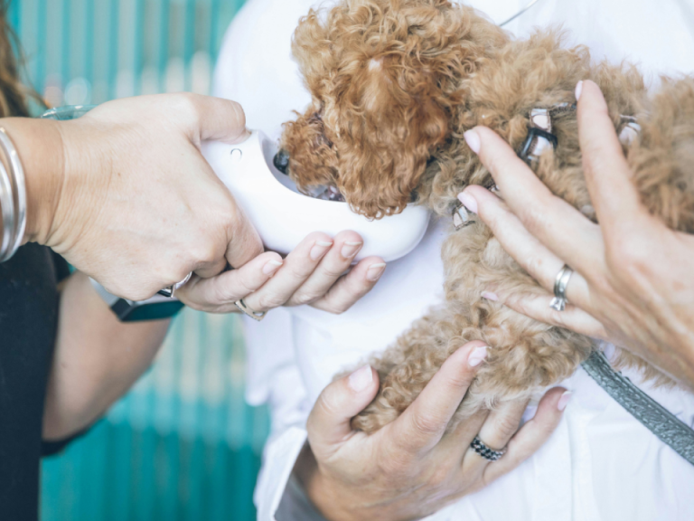 Top 10 Essential Skills You Need as a Veterinary Assistant | Ross ...